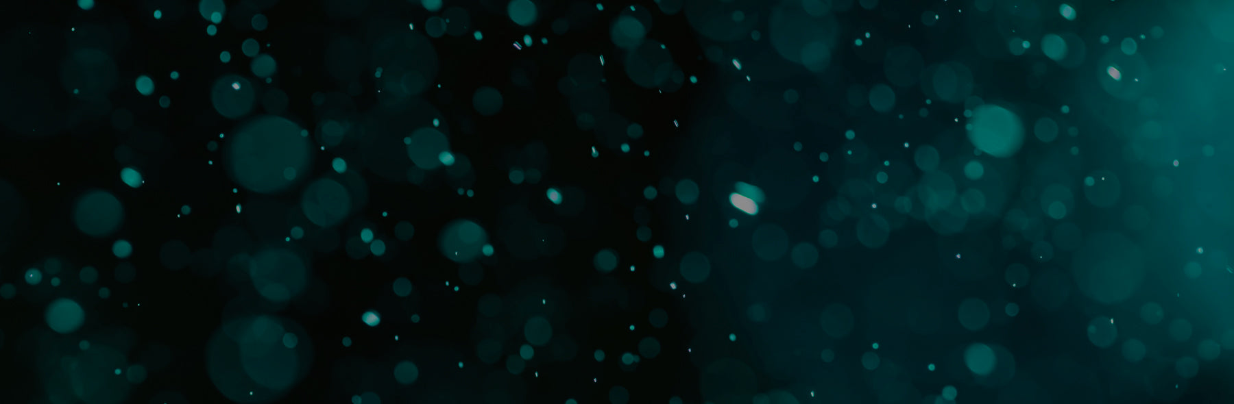 Bundles - Eighty Sixed